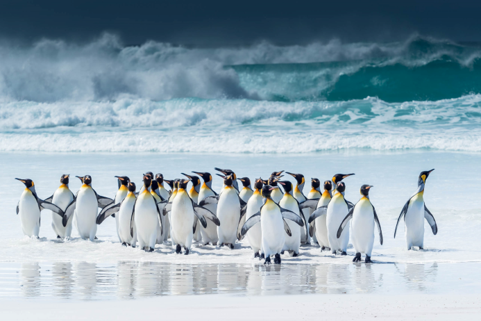 Top 5 Adventures in the Falklands: Wildlife, History & Breath-taking ...