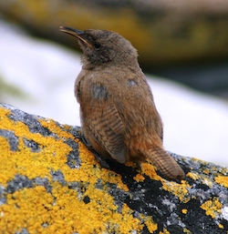 Falkland Islands Birds & Sealife Including Penguins