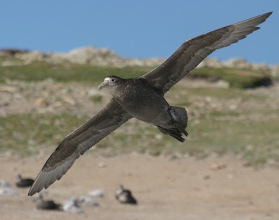 Falkland Islands Birds & Sealife Including Penguins