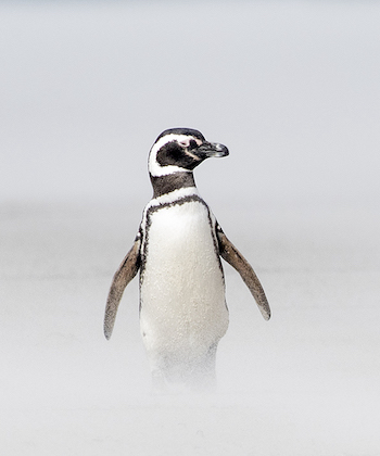 Falkland Islands Birds & Sealife Including Penguins