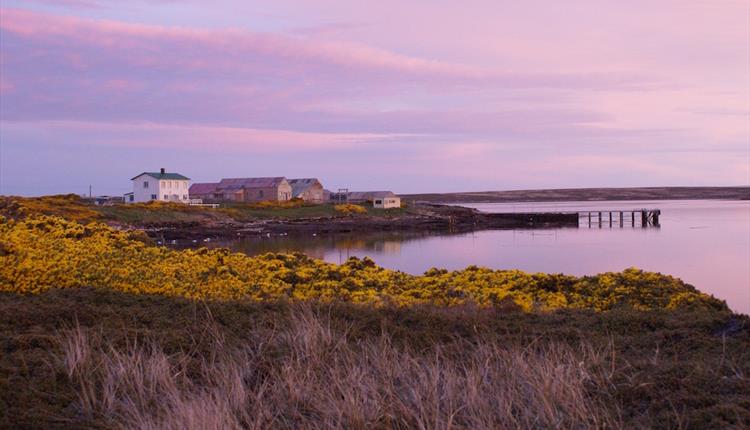 Weddell Island - Things to Do in the Falkland Islands